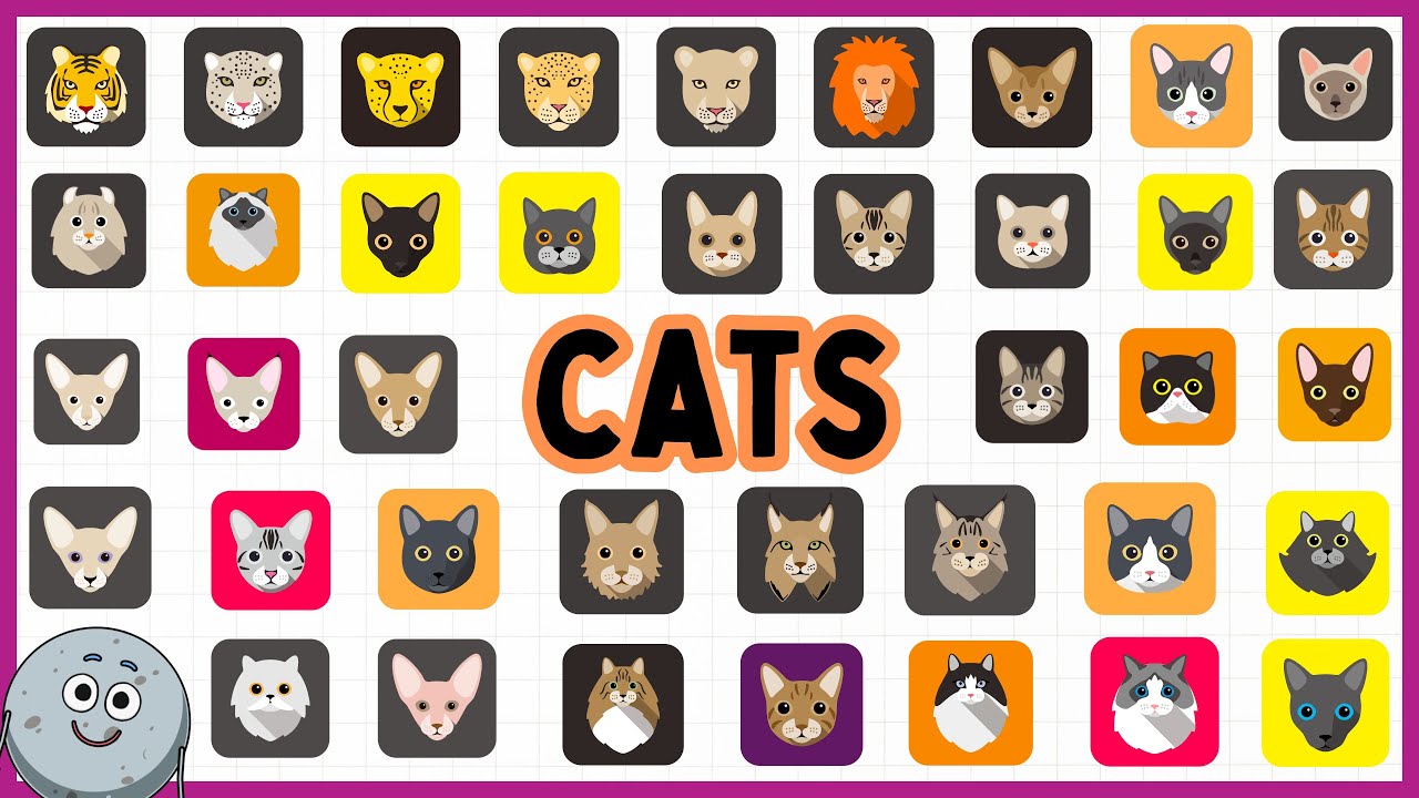 49 Types of Cats for Kids - Learn Types of Cats for Children - YouTube