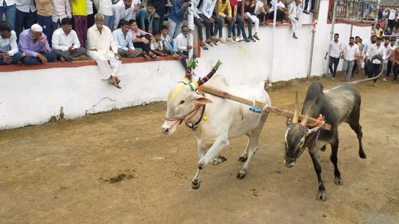🔴 Bhosari bailgada shariyat 2024 | पुणे जिल्हा बैलगाडा मालक संघटन भोसरी ...