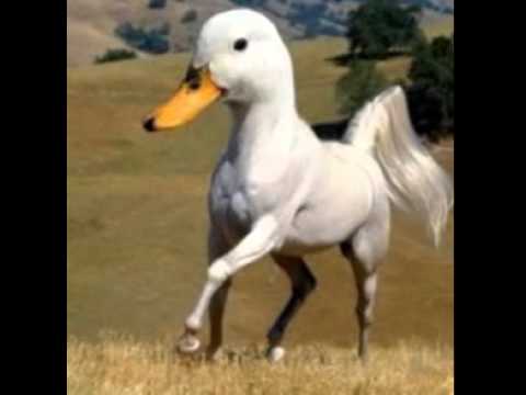 ESTE 15 HABRA CABALLOS CON CARA DE PATO - YouTube