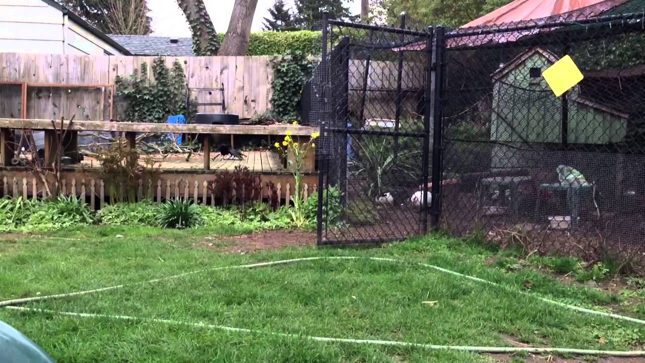 Crow mating dance - YouTube