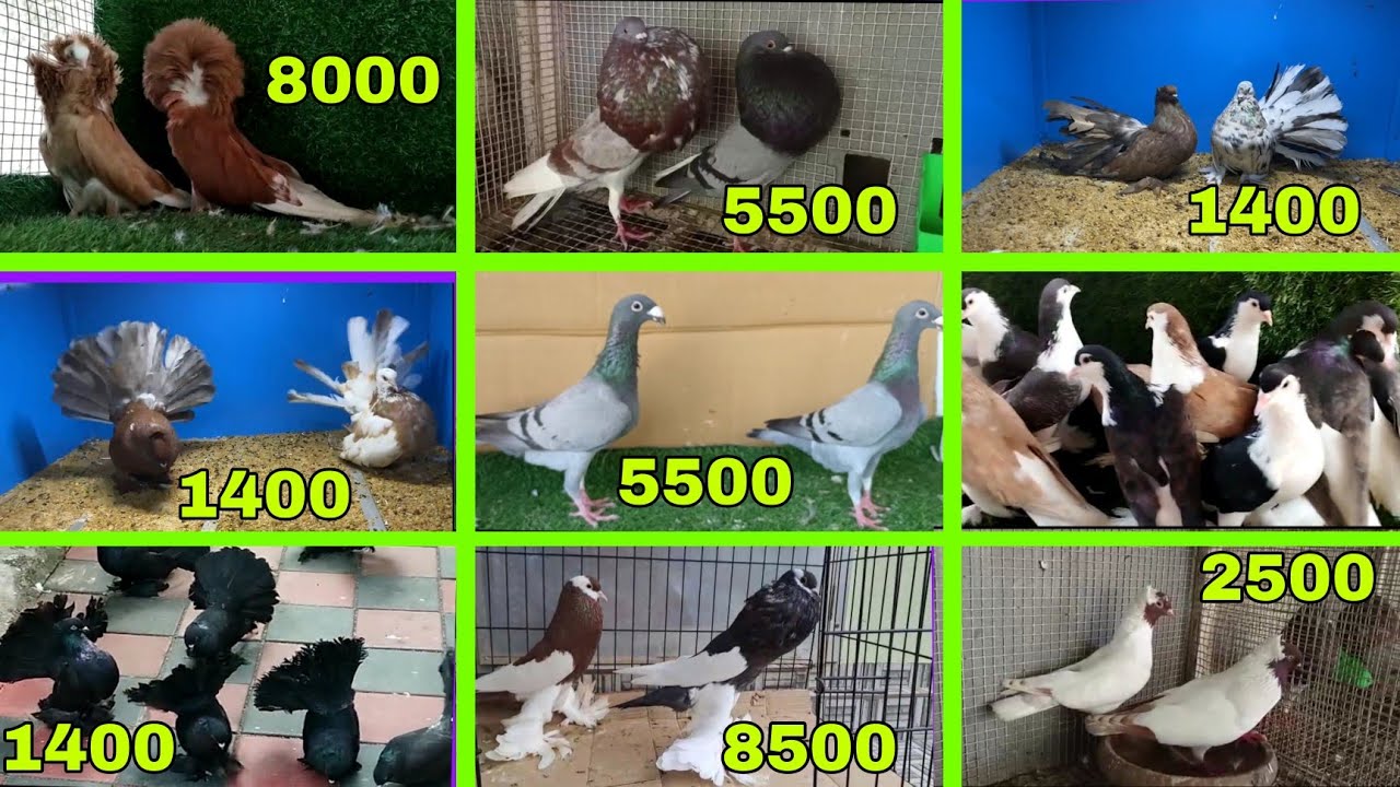 Indian fantail, Siraji, jacobin, Nepal powder😱 all for sale #allpigeon ...