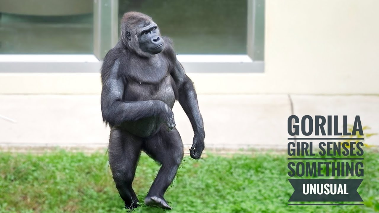 Gorilla Girl Senses Something Unusual in The Gorilla House | The ...