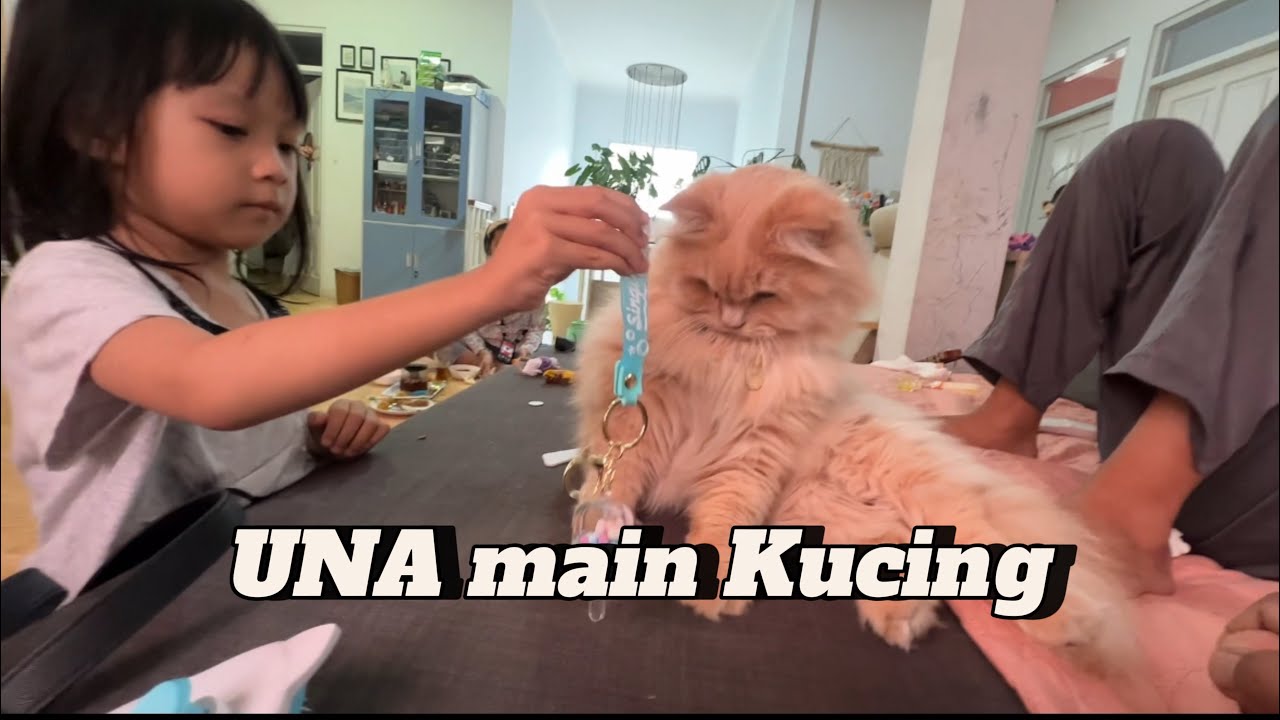 Machi si kucing siberian manja minta disisir sama Una - YouTube