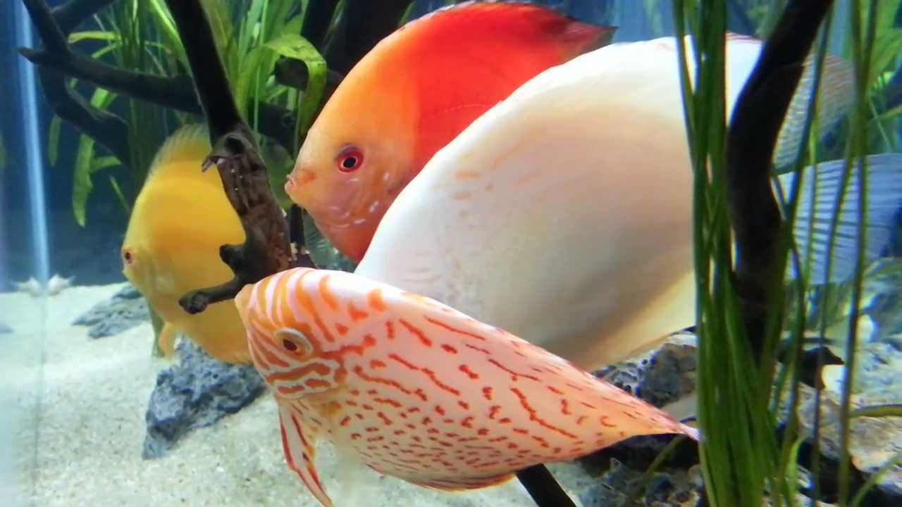 DISCUS Laying Eggs CLOSE UP (Spawning) - YouTube