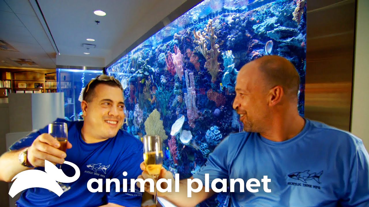 The Lifestyle of the Fish and Famous | Tanked | Animal Planet - YouTube