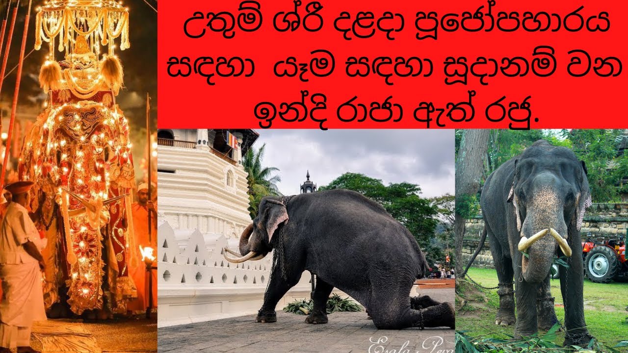 උතුම් ශ්‍රී දළදා පූජෝපහාරය සඳහා යෑම සඳහා සූදානම් වන ඉන්දි රාජා ඇත් රජු ...