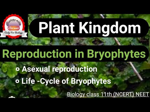 Bryophyte part-2 || Reproduction in Bryophytes || Asexual Reproduction ...