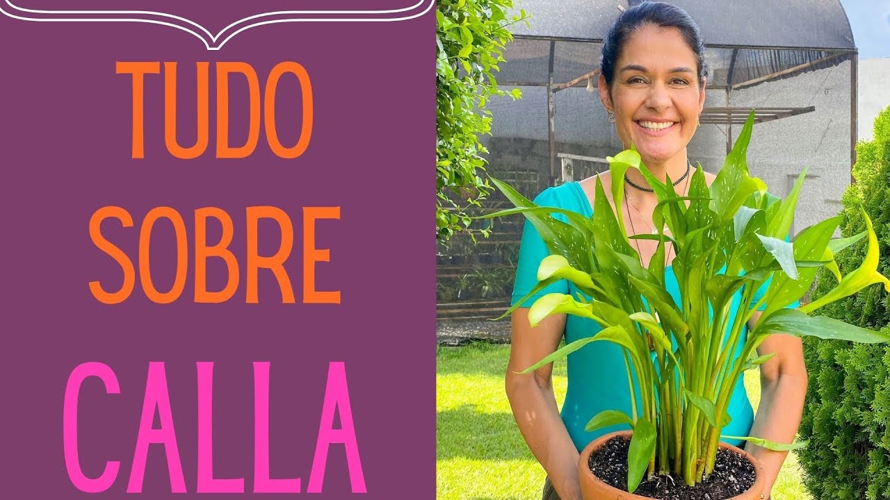Como cuidar da planta Calla (flor) em vaso ou no jardim para ela não ...