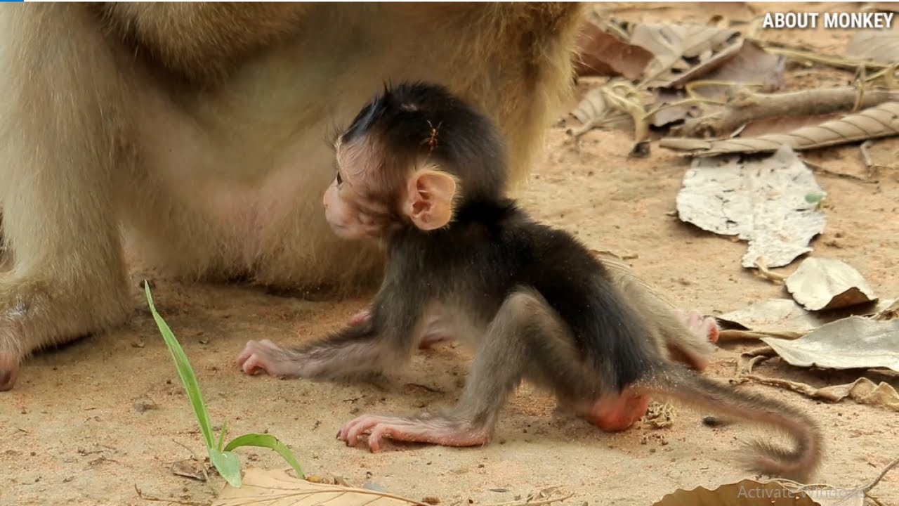 Young Mom Monkey Rose Release Baby Monkey Rex For Start To Walk, Baby ...
