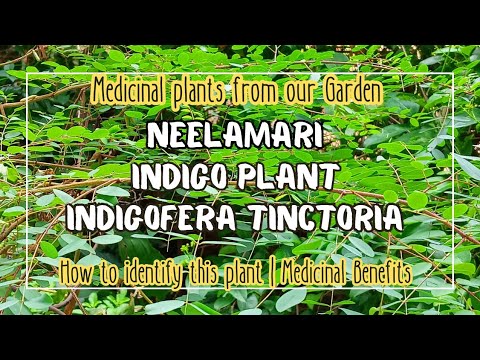 Neelamari/നീലയമരി | The Indigo plant (Indigofera Tinctoria) | How to ...