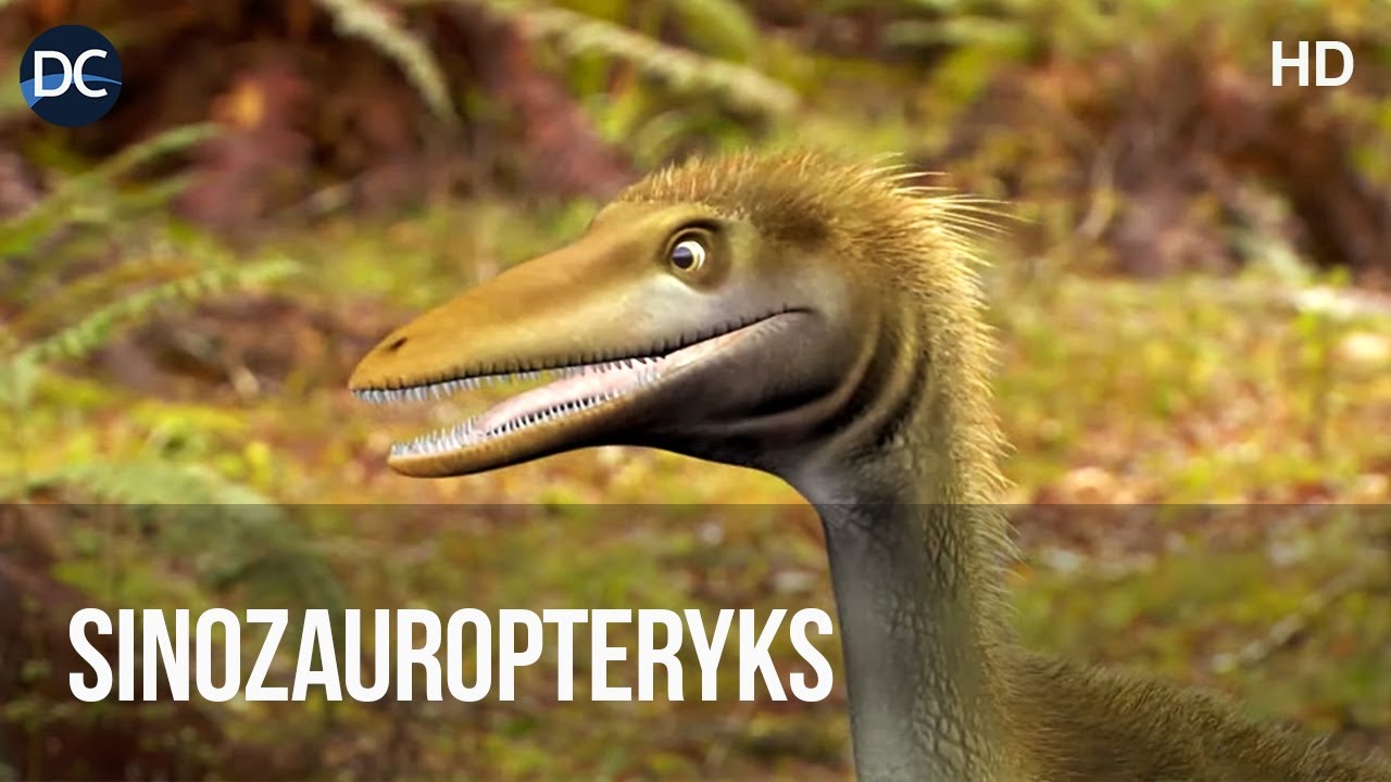 Sinozauropteryks - Pierwszy upierzony dinozaur | Ciekawostki o ...