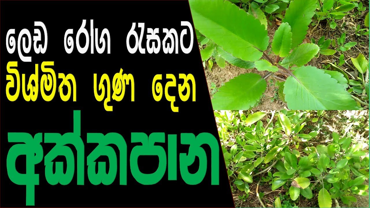 Sinhala Ath Beheth | Ape Hela Osu Akkapana | story eka - YouTube