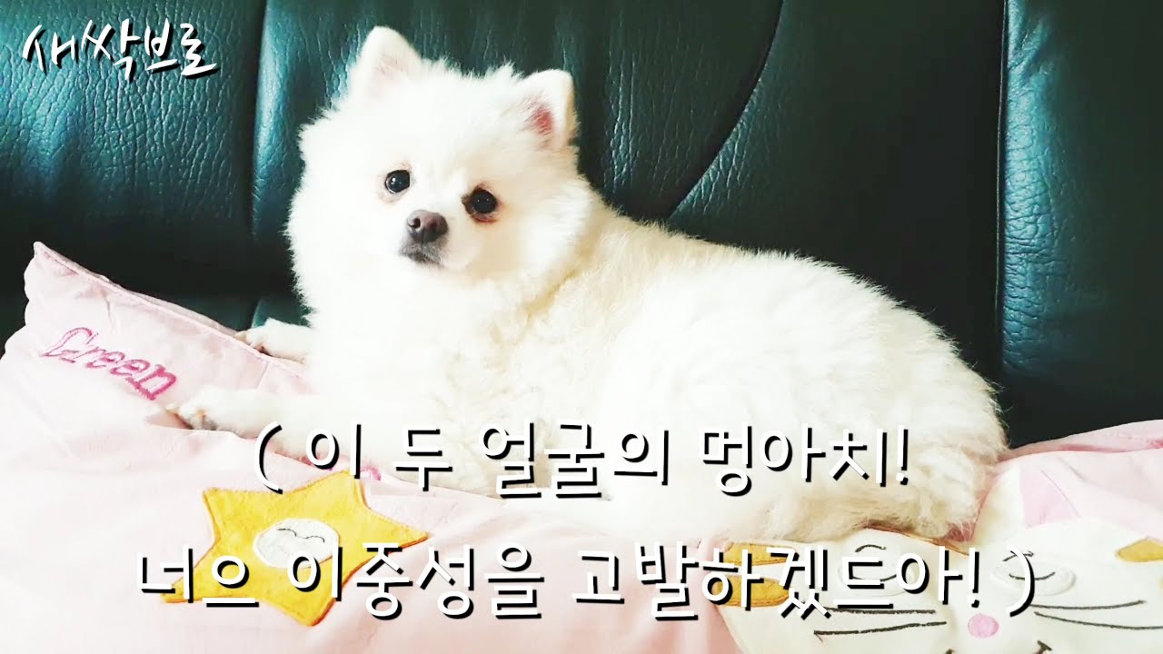 [새싹브로] 두 얼굴을 가진 강아지 / a two-faced dog. [새싹로그- 댕댕이] - YouTube