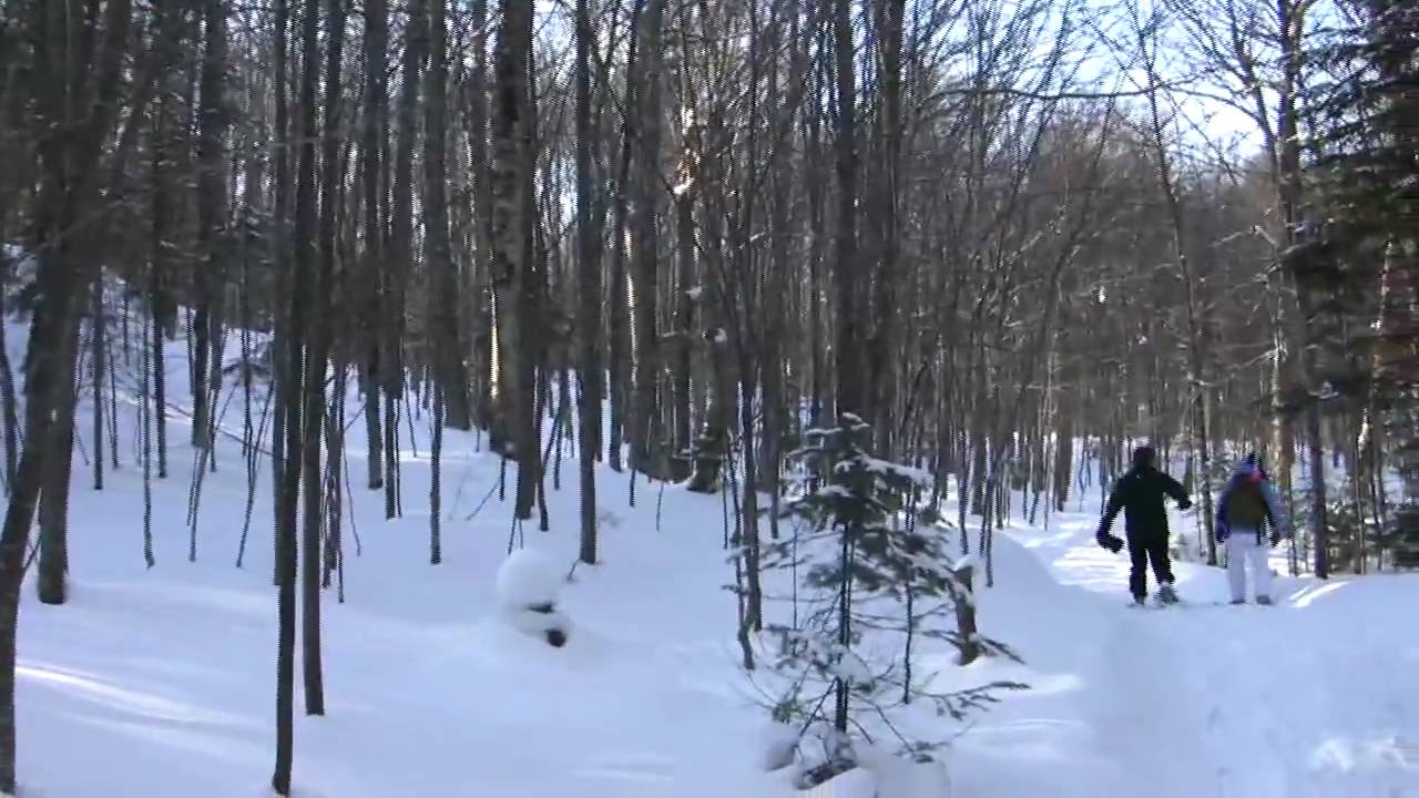 Snowshoe hares in the Adirondacks - YouTube