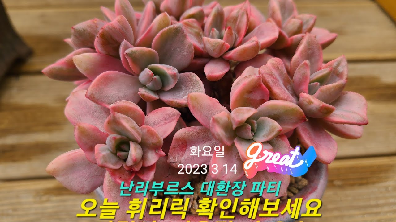 2023년 3월14일 세일 할인~국민다육 방문구매3개5000원선녀와나무꽃화분다육신상안내다육금화분택배다육택배