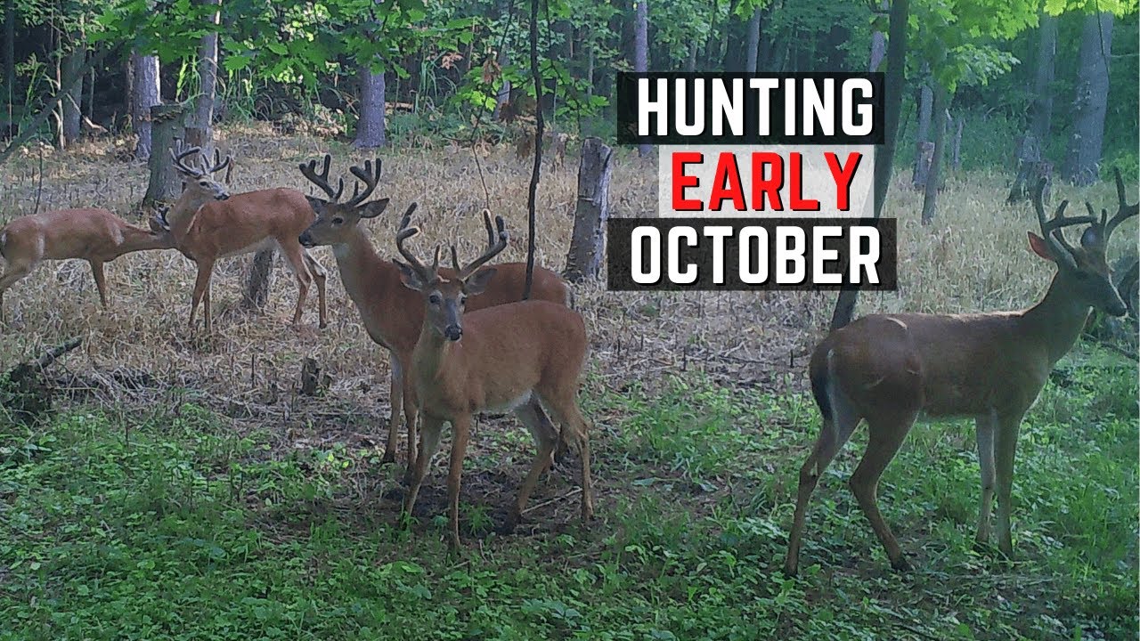 Early Season Hunting - Strategies For Early October - YouTube