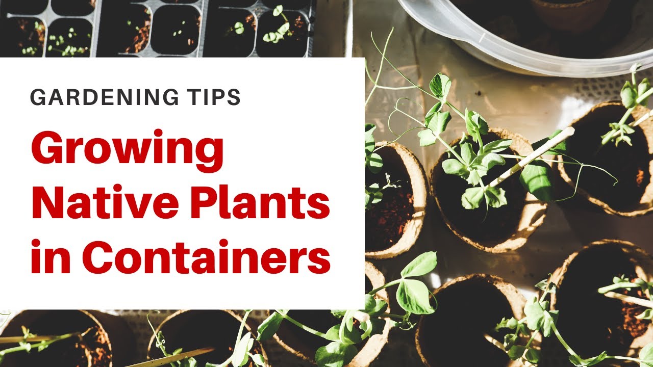 Native Plants: How to Grow in Containers - YouTube