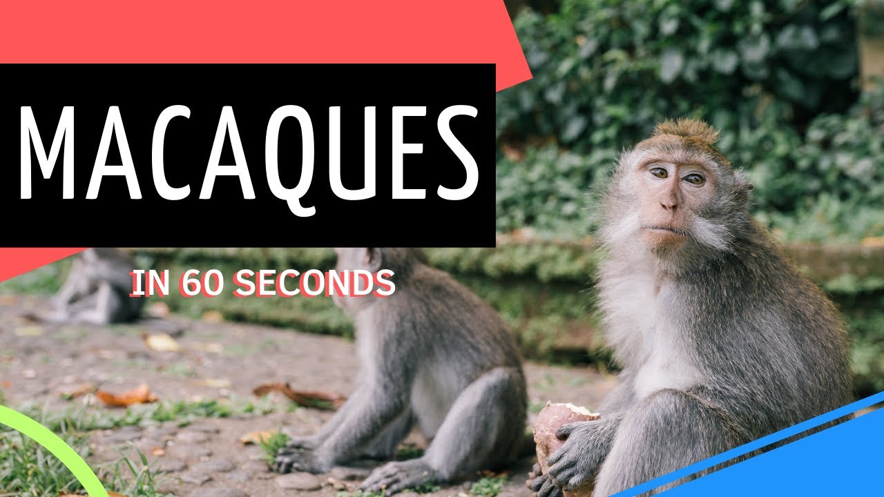 did u know MACAQUES ? | FACTS in 60 seconds | one of the cleverest primate species! - YouTube