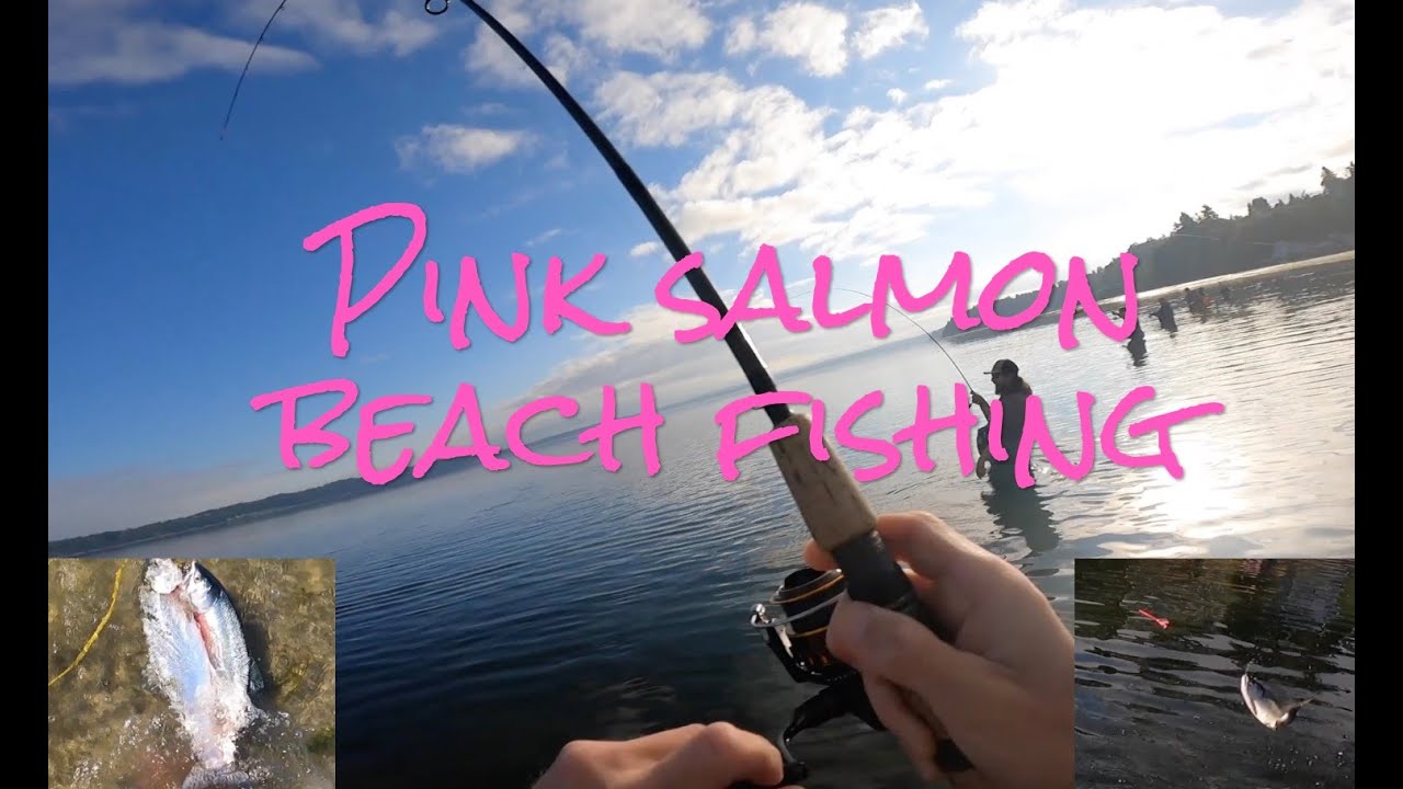 Life's a Beach and the Pinks are here! Pink Salmon Beach Fishing - YouTube
