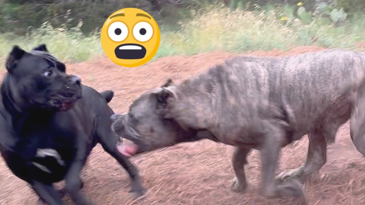 Angry CANE CORSO Dog Asserts DOMINANCE over Pack Members - YouTube