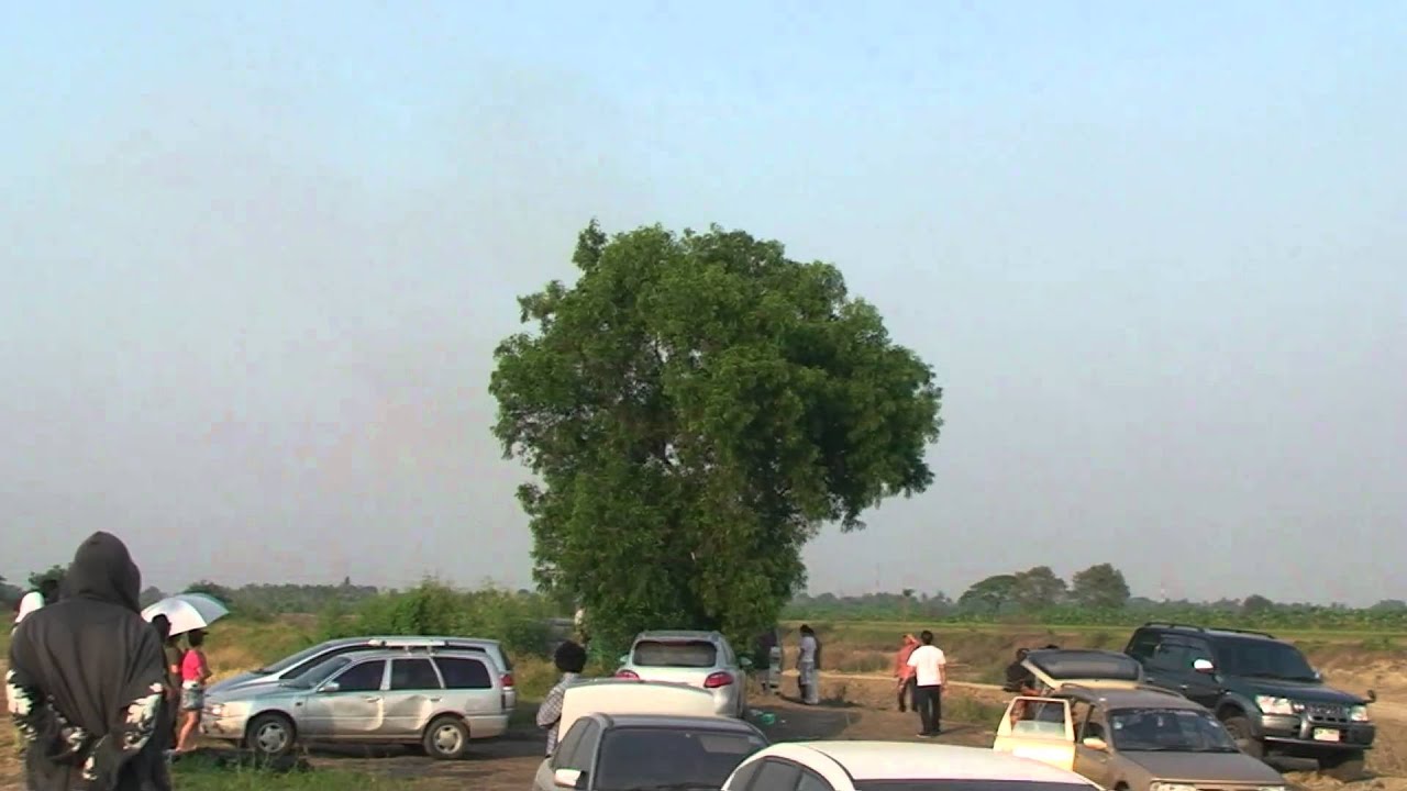 Kestrel: Train to hunt pigeon - YouTube