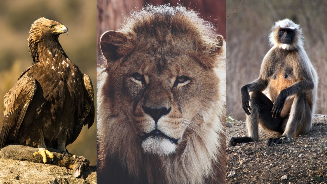 Mesmerizing Animal Scenes 4K - YouTube