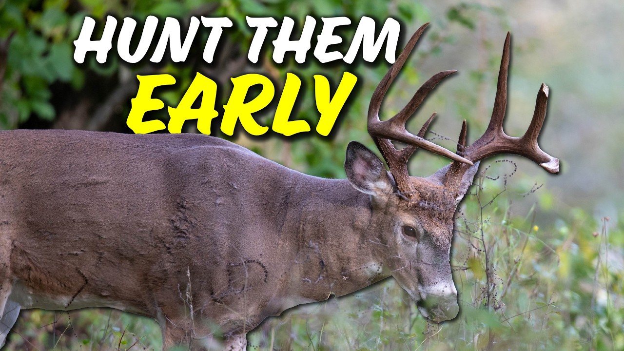 Stop skipping morning hunts in EARLY SEASON! A guide to buck hunting ...