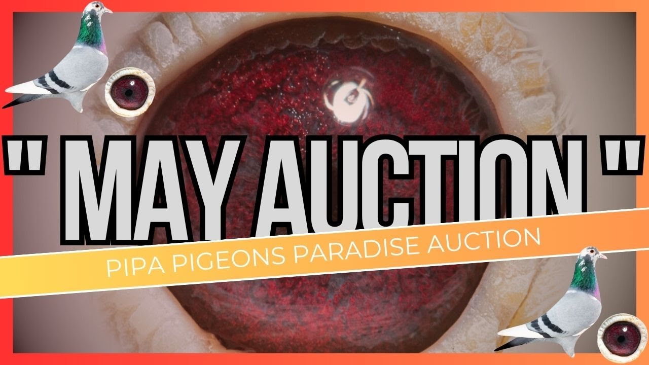 Second Chance To Buy For Top Class Racing Pigeons In Pipa May Auction ...