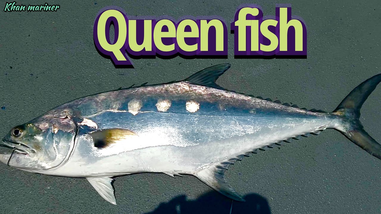 catching a big fish || the greatest fishing video over || catching ...