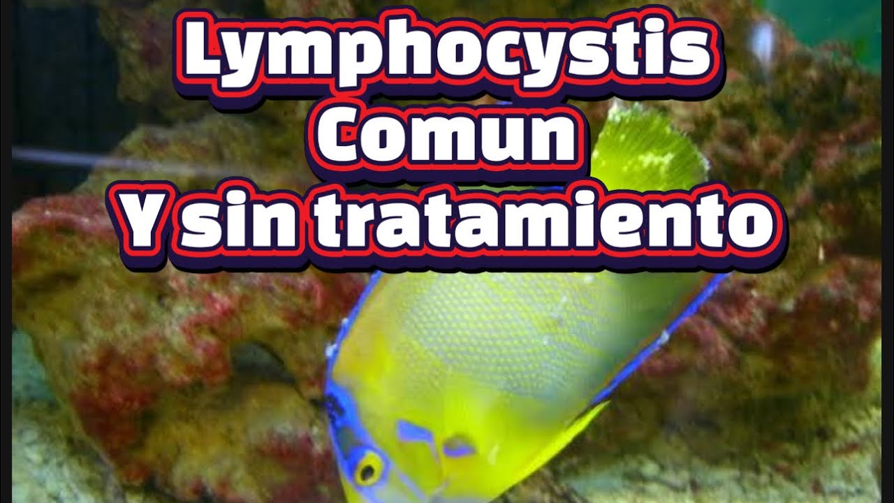 Lymphocystis una enfermedad común en el acuario y que no tiene ...
