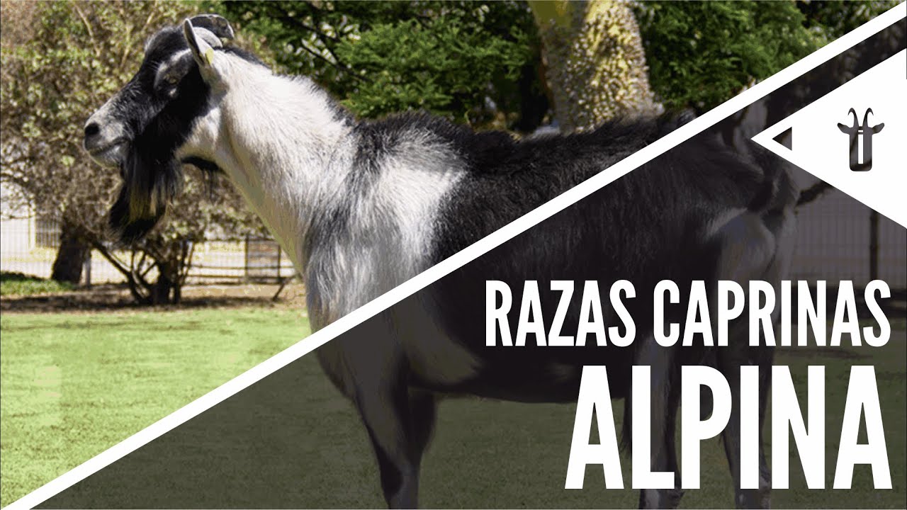 Cabra Leiteira Alpina Cabras Leiteiras E Filhotes Toggenburg E Alpinas