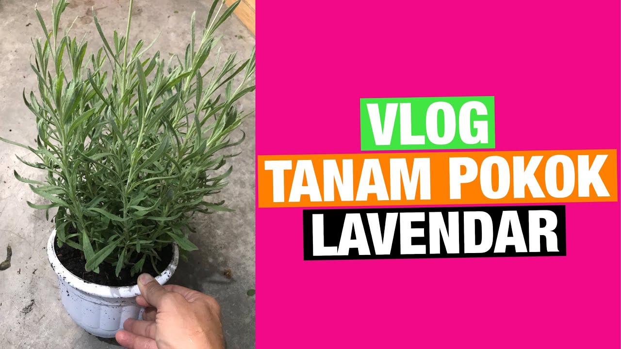 Cara Nak Penjagaan Pokok Lavender - AlexisknoePatton