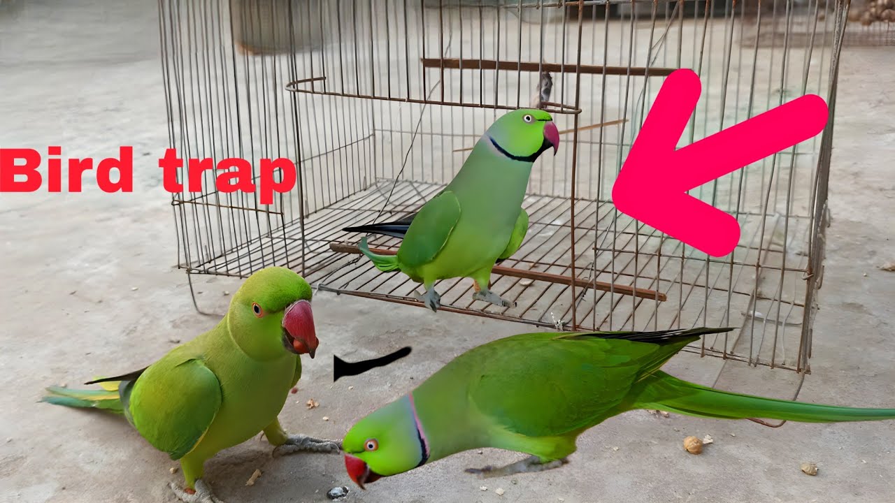 Easy parrot trap by an old cage - YouTube
