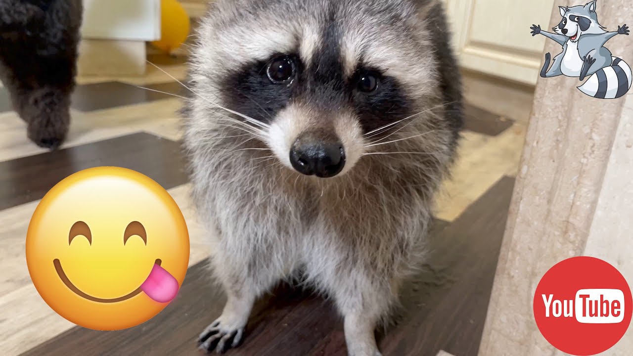 We put a plate of food for everyone, but raccoon didn't like it,as ...
