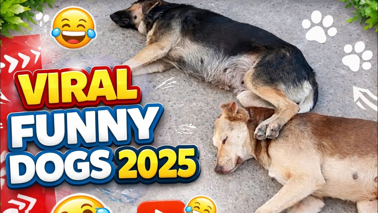 Viral Funny dogs reels 🐕🦮🐶 - YouTube
