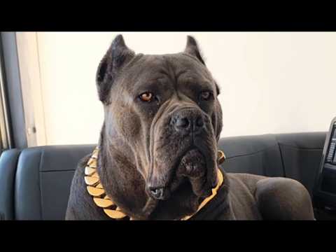 127 Kilo Cane Corso unter einem Dach – Was die Nachbarn entdeckten, ist UNGLAUBLICH