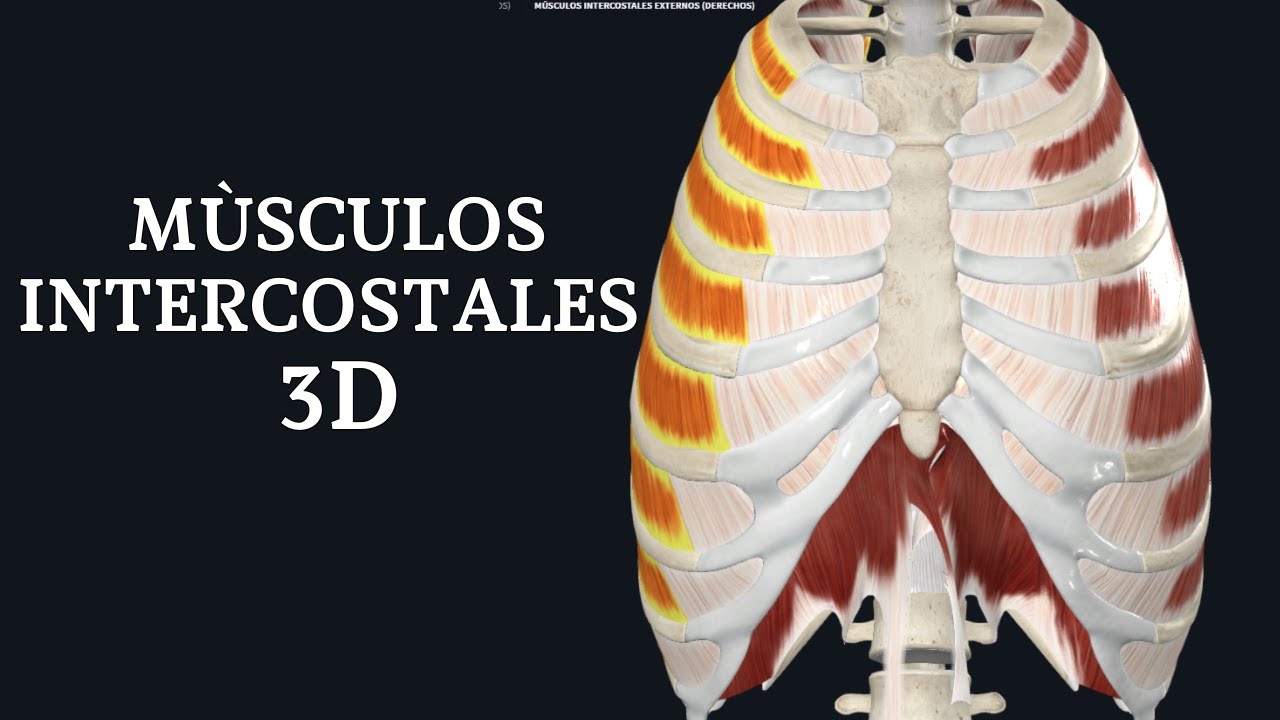 MÙSCULOS INTERCOSTALES 3D - YouTube