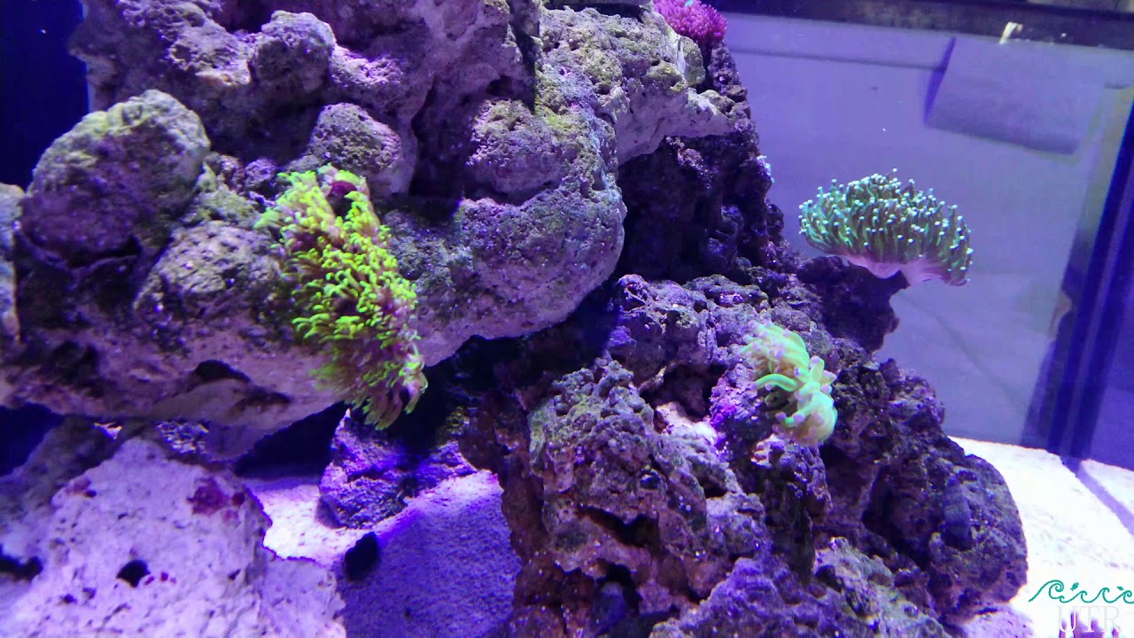 New 50 Gallon SCA Rimless Tank - YouTube