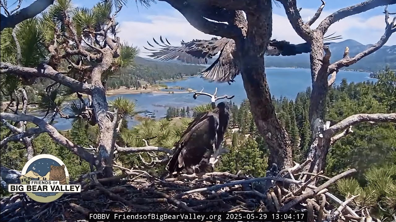 Sunny hovers! 🦅 😭 | Bald eagles Jackie & Shadow of FOBBV - Friends of ...