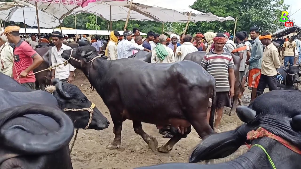 #भैंस खरीदना है तो #बिहार के चौसा पशु मंडी में आए। Buffalo Mandi in ...