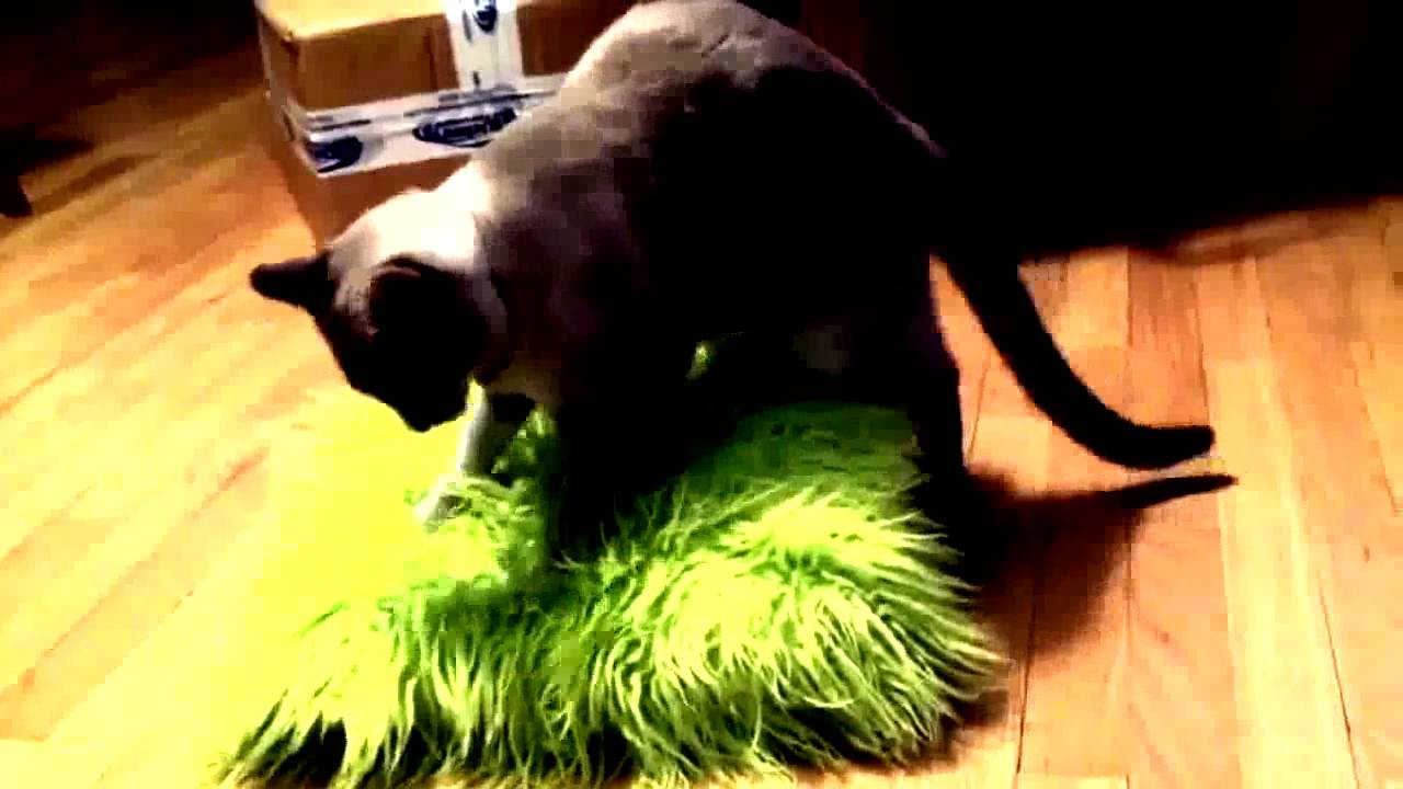Cat Funny Video Compilation Funniest 2014 Xxx Cat Videos Compilation