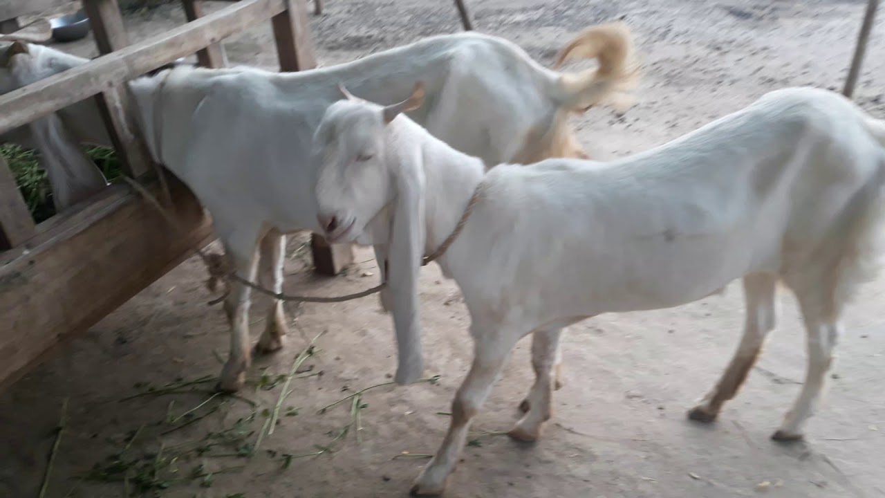 Gulabi goats farming || earning from gulabi goat farm || How to start ...