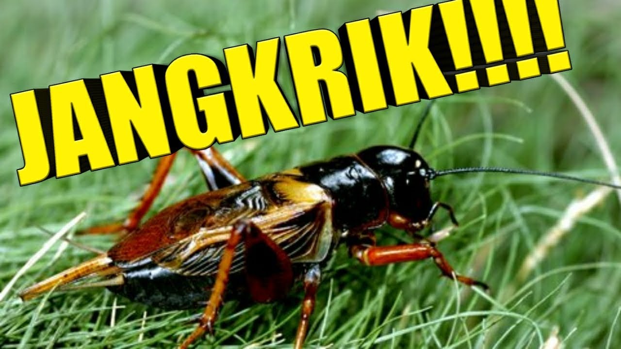 Suara Jangkrik Genggong | Cengkerik | Cricket Sound Effect | Real Sound ...