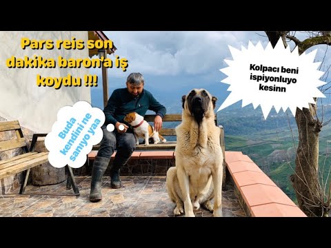 KANGAL BARON VS JACK RUSSELL PARS REİS :))
