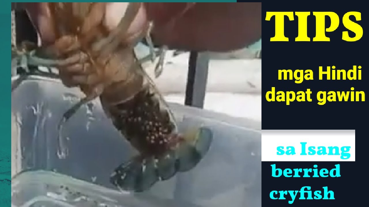 Dapat Hindi gawin sa berried crayfish #crayfish #NHELS HOBBY - YouTube