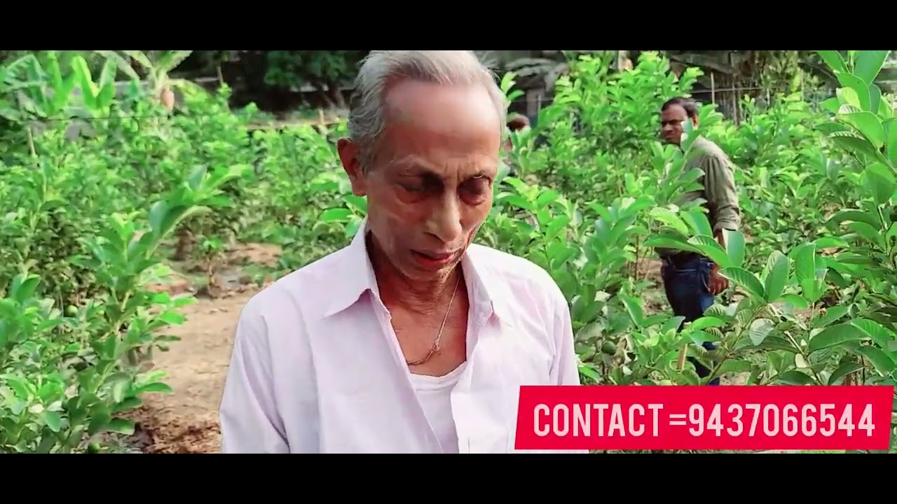 Guava (pijuli) farming in Odisha🥰😍 - YouTube