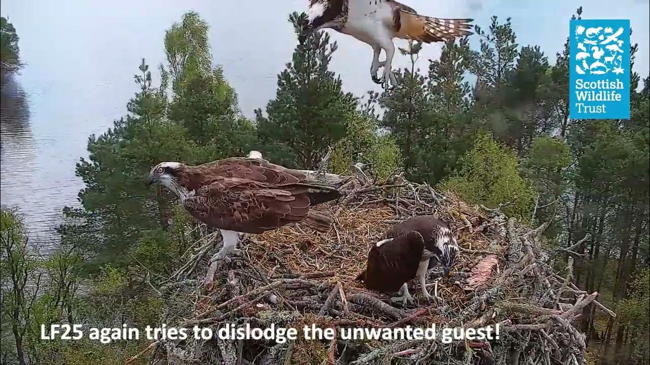 Intruding Female Osprey Steals Fish - Loch of the Lowes Webcam (2025) - YouTube