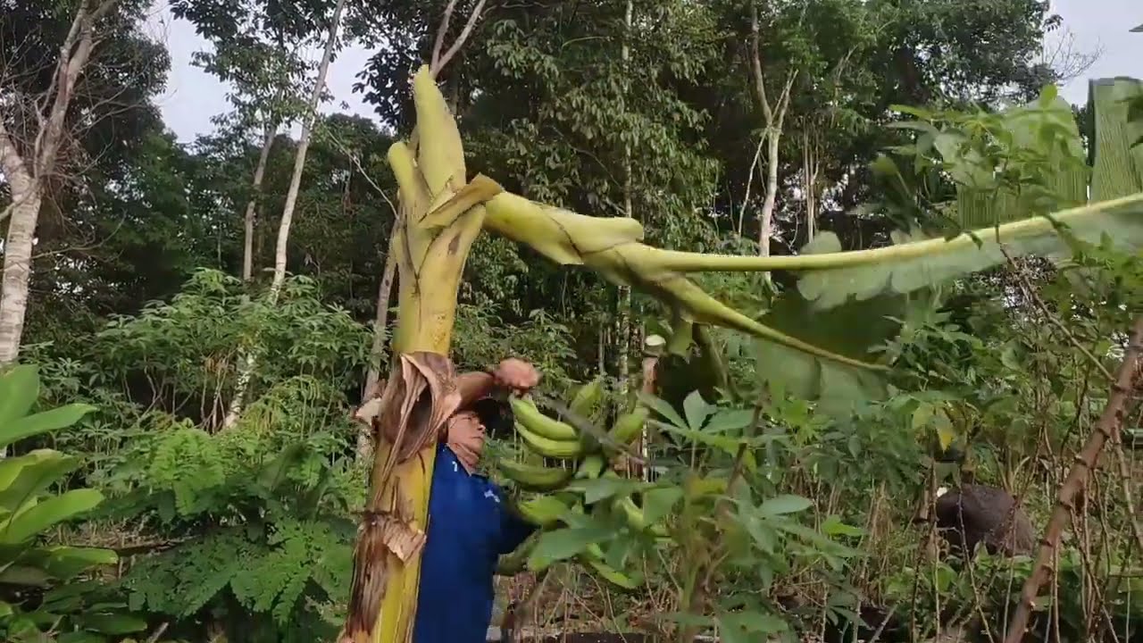 [GRÁTIS] VEJA só como e FEITA A COLHEITA DA BANANA PACOVAN DIRETO DO ...