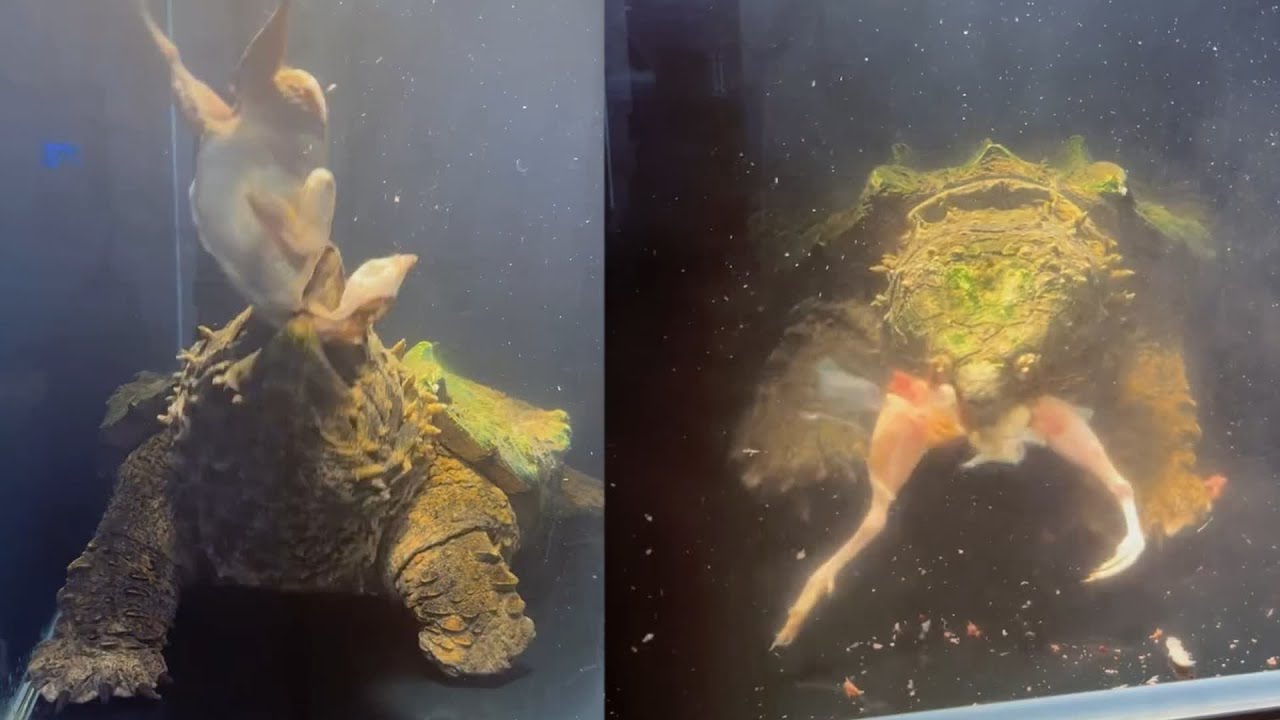 Snapping turtle eats a whole chicken丨Live feeding! - YouTube