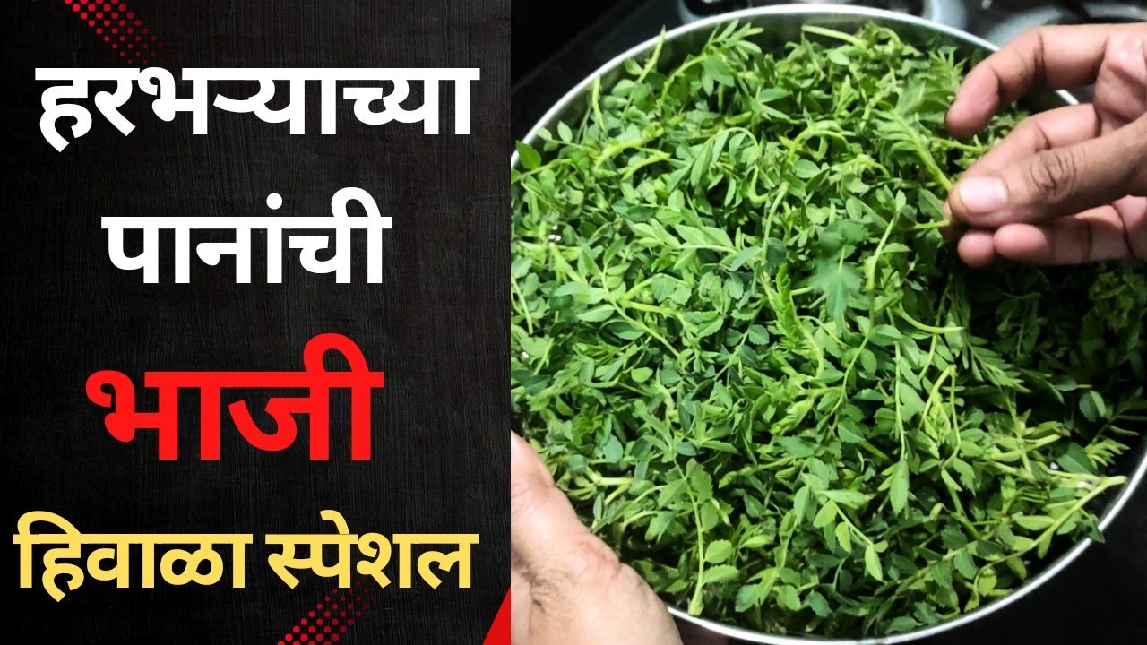 पौष्टिक हरभऱ्याच्या कोवळ्या पानांची भाजी|हरभऱ्याच्या पानांची भाजी ...